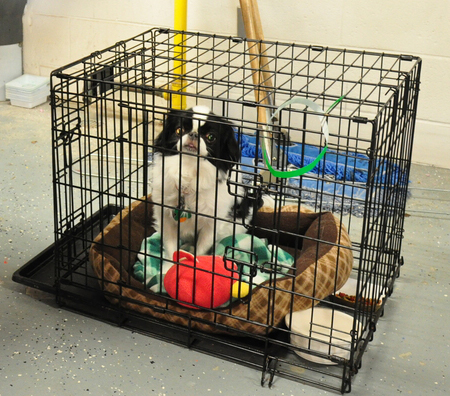 Evacuating Pets & Large Animals - Idaho Firewise