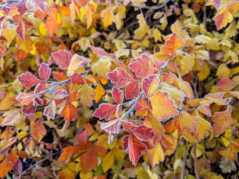 Home - Idaho Firewise