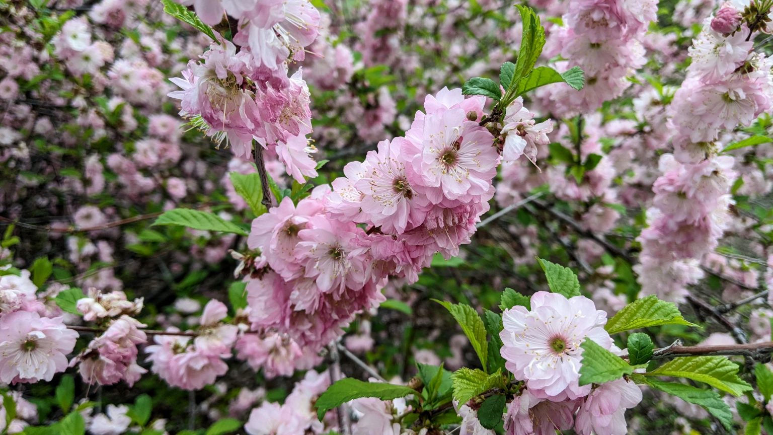 Home - Idaho Firewise